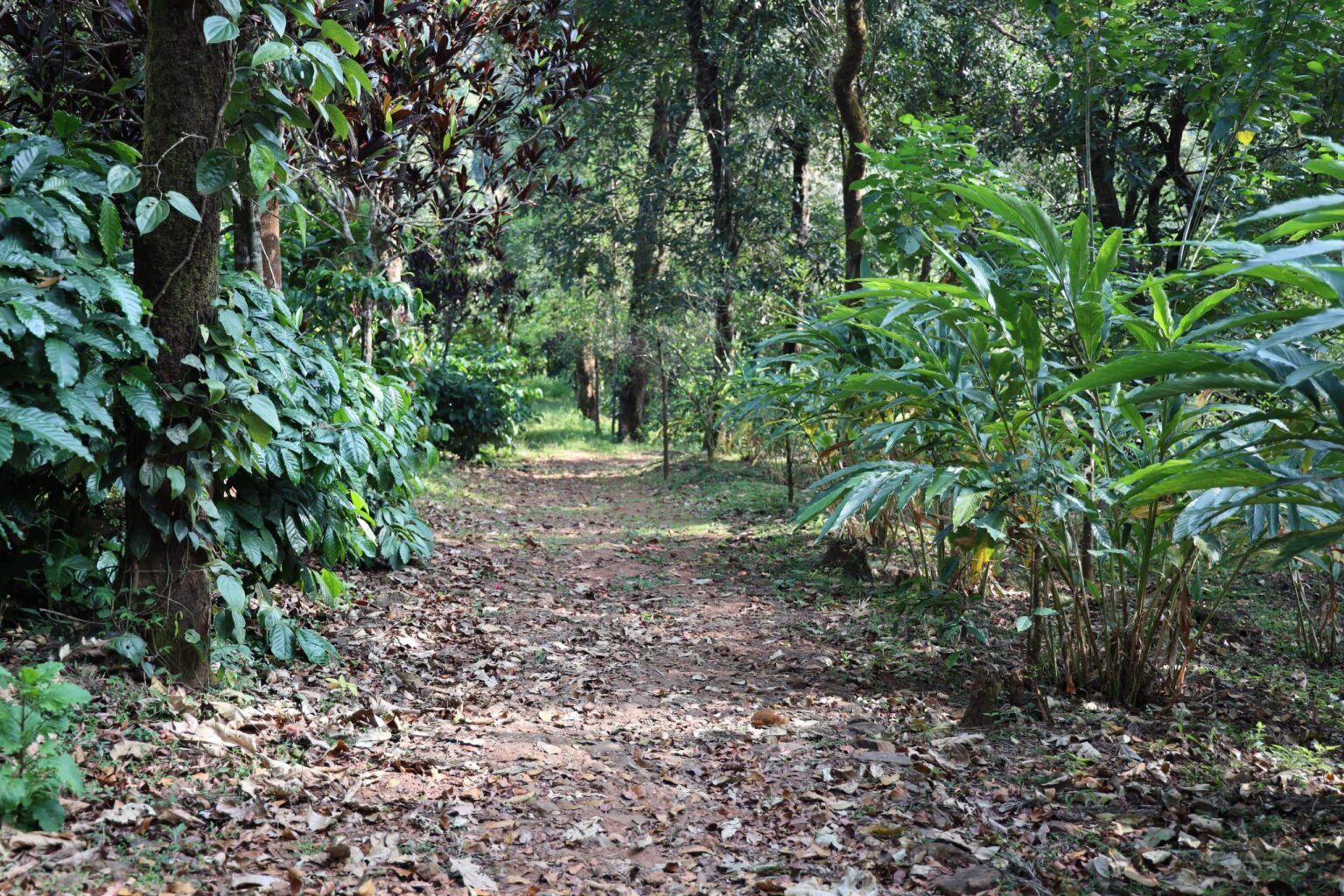 10 BEST Places To Visit In Coorg (2026) | Travel Guide